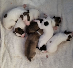 Our Litters – Winsome