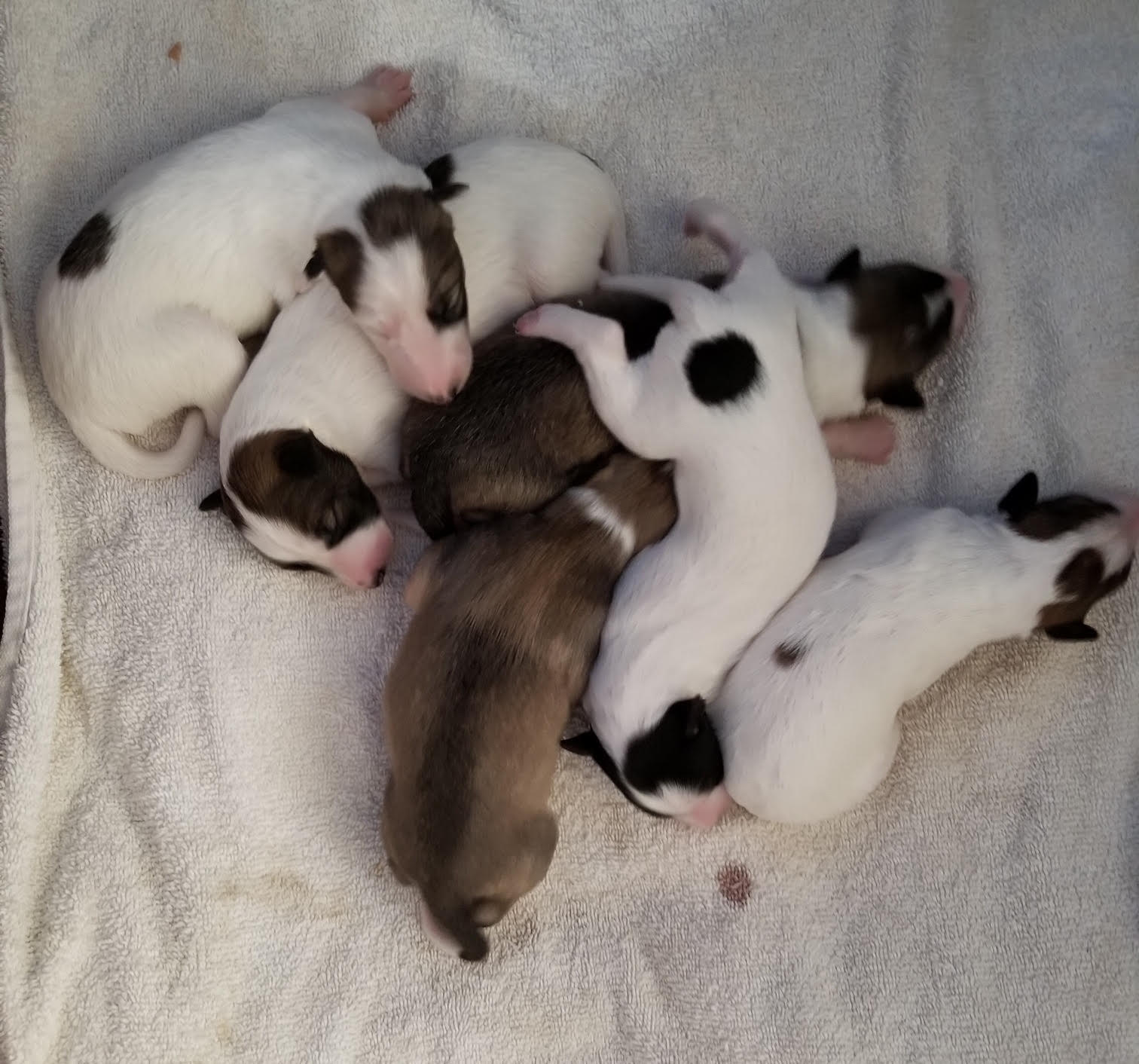 Our Litters – Winsome